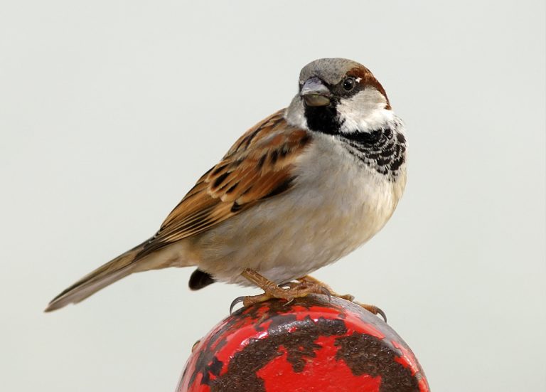 Mussen bestrijden? Professionele Mussenbestrijding - Attack