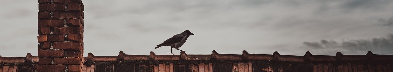 Kraaien verjagen | Professionele methodes tegen Kraaien | Attack.nl